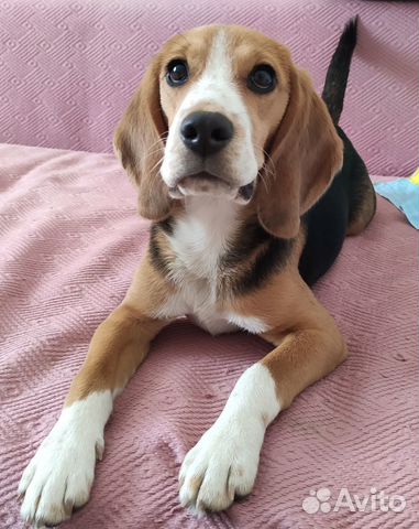 Собака бигль