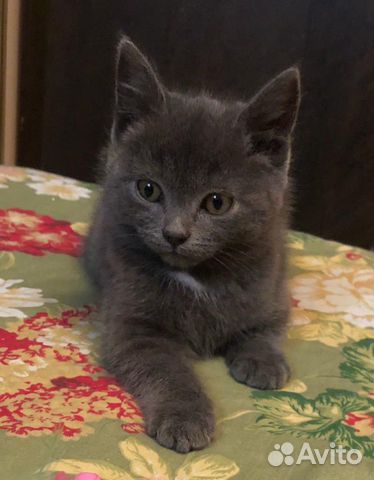 Серый миляга котенок
