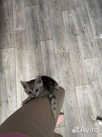 Отдаю бесплатно шотладских котят, остался мальчик