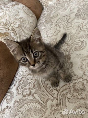 Котенок