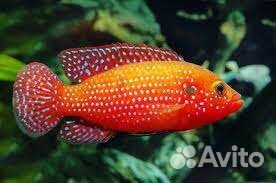 Хромис красавец