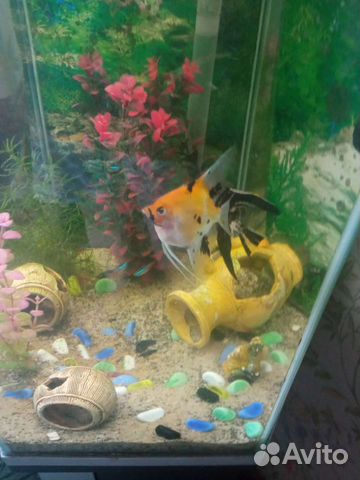 Рыбки скалярии