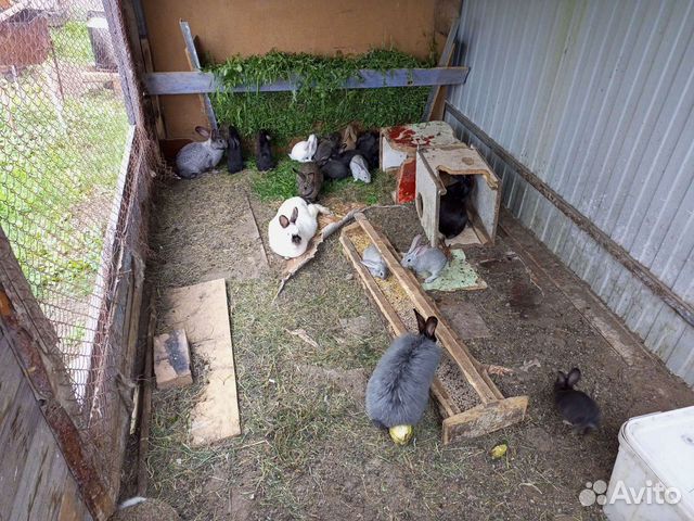 Продам кролов