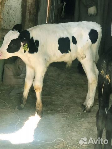 Телята бычки тёлочки доставка