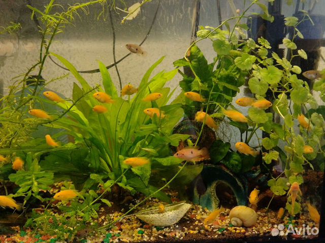 Аквариумные рыбки