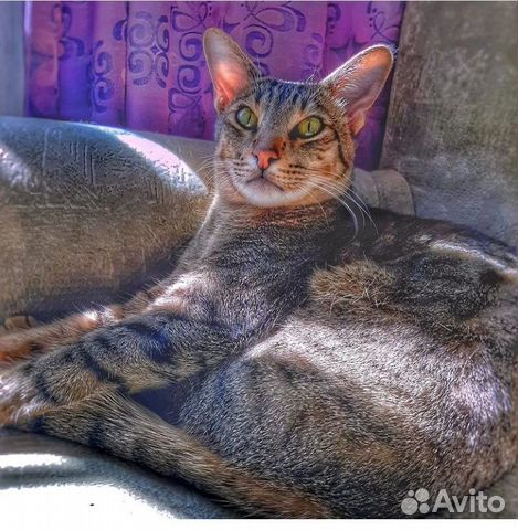 Отдам кота ориентала