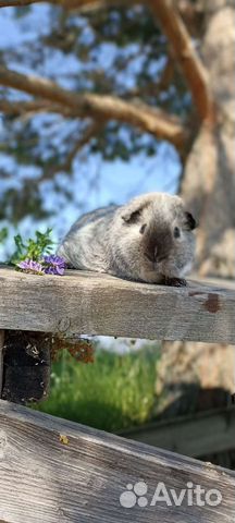 Морская свинка самец 1 год