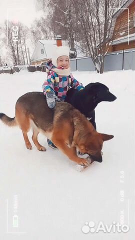 Немецкая овчарка