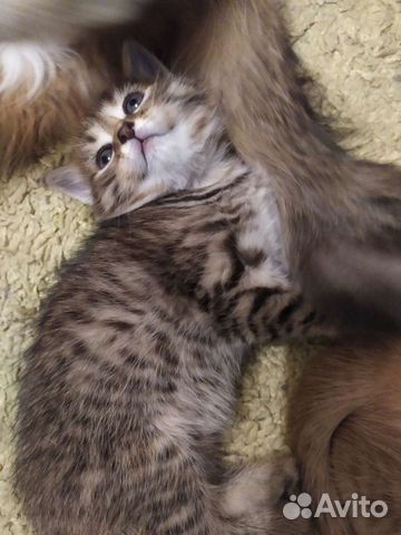 Котята в добрые руки бесплатно