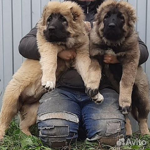 Кавказские детки