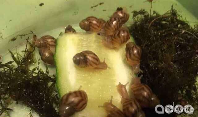 Улитята ахатины