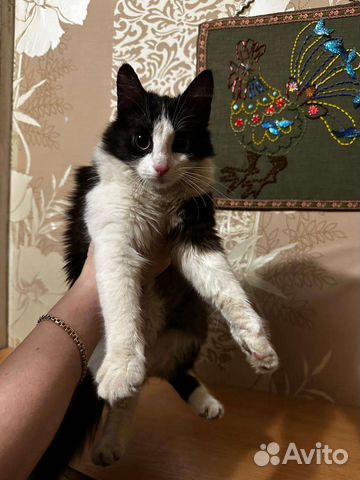 Котята 4 мес