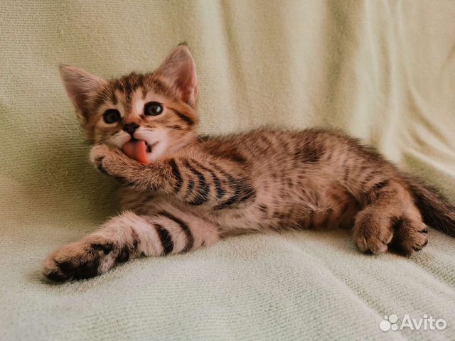 Котёнок трехцветный девочка 1.5 мес