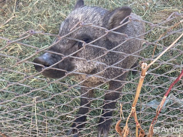 Вьетнамск вислобрюхий поросенок