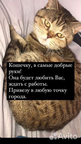 Чистоеровная британка в самые добрые руки