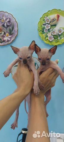 Канадский сфинкс котенок