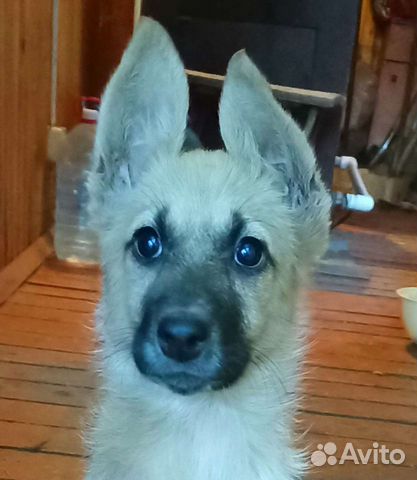 Щенок в добрые ручки