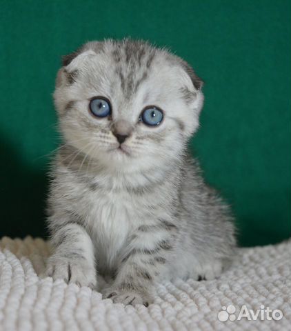 Скоттиш серебристый