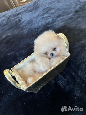 Померанцы mini