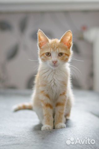 Котенок мальчик ищет семью