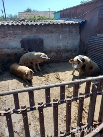 Продаются свиньи