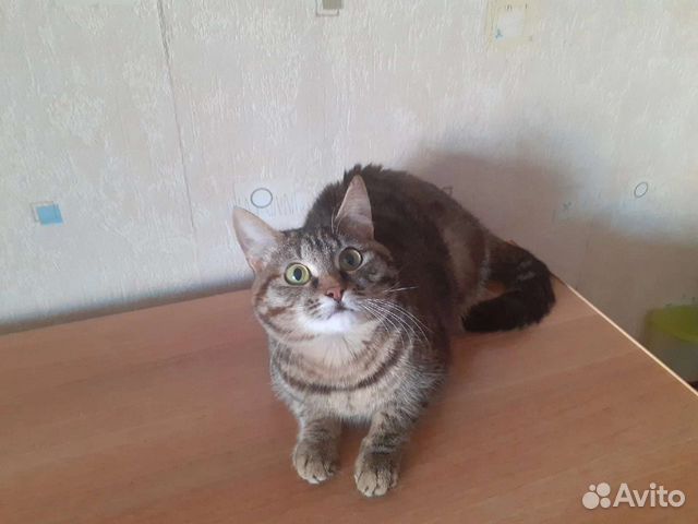 Приютской кошечке очень нужен дом