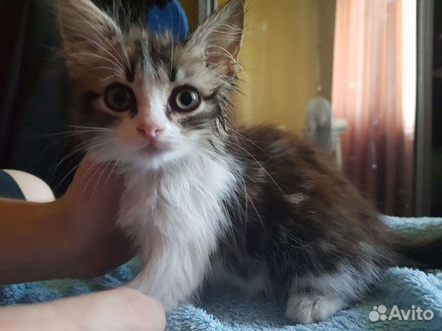 Котёнок на можайской