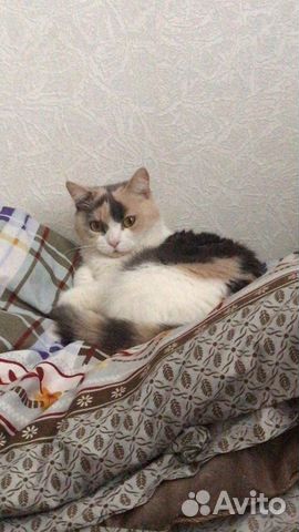 Кошка