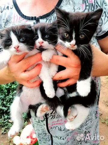 Котята шотланской кошки