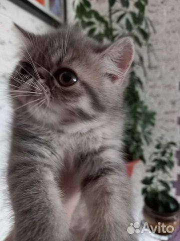 Самые милые экзоты