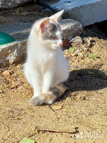 Белая кошечка