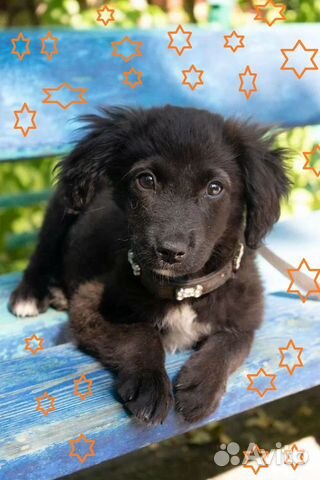 Черный щенок Марго