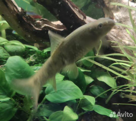 Гарри Руфа (10-12см), стайка 7 шт