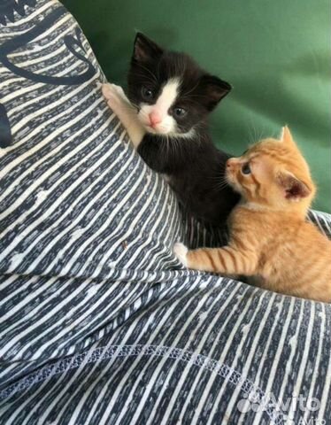 Котята шотландцы