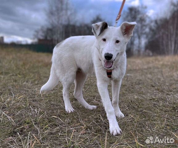 Красивый Кокос скучает в приюте