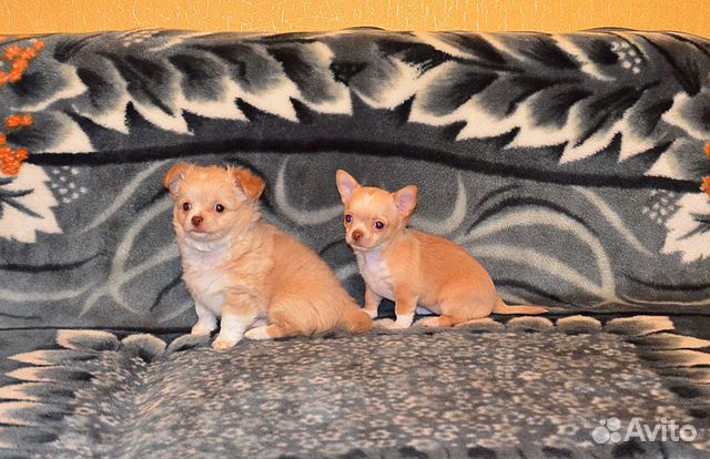 Чихуахуа-ласковые дети из рук в руки