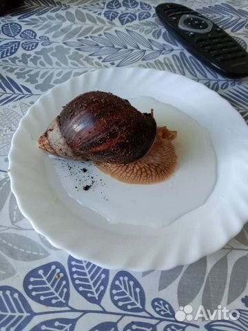 Улитка ахатина отдам