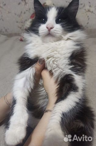 Кошки в добрые руки
