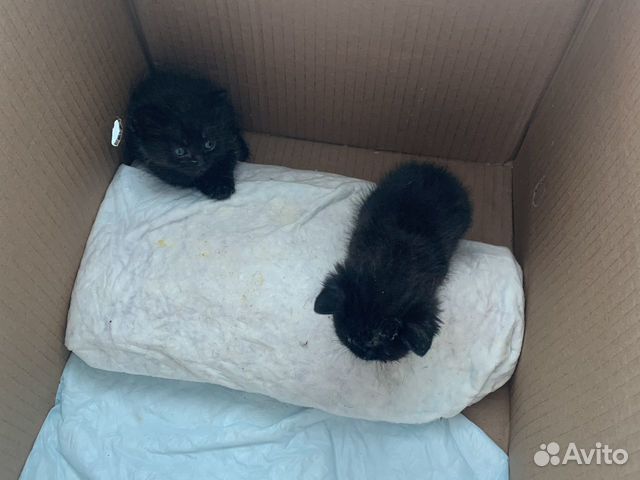 Котята