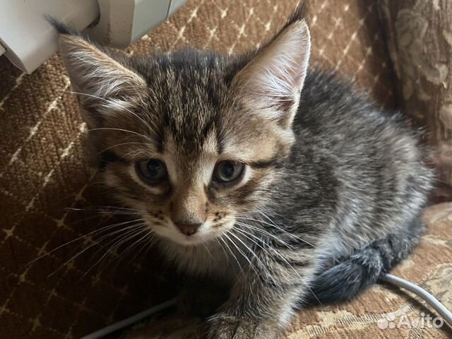 Котенок девочка бесплатно