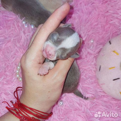 Микрушечные куколки малышички чихуахуа