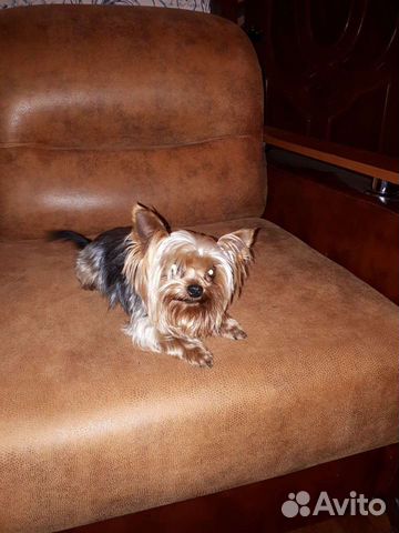 Йоркширский терьер приглашает невест