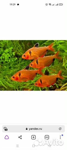 Рыбка аквариумная Минор