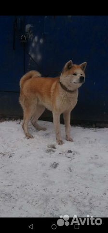 Японская акита ину