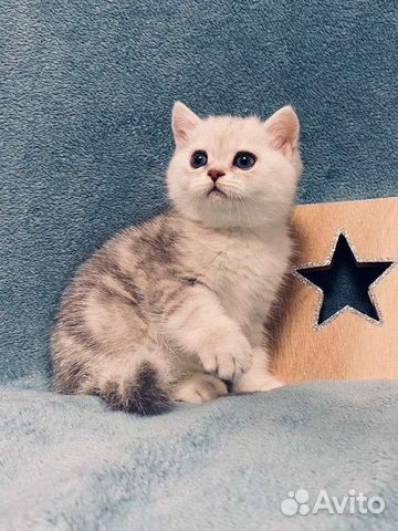 Британский котенок 2,5 мес