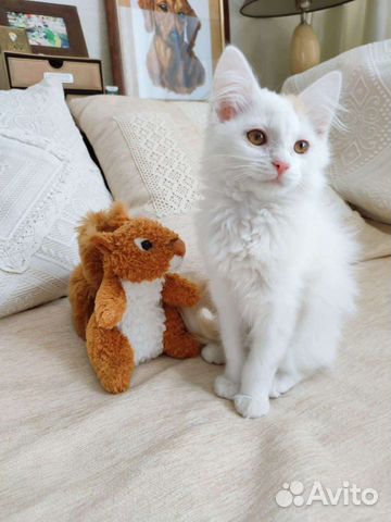Кошка практически турецкая ангора