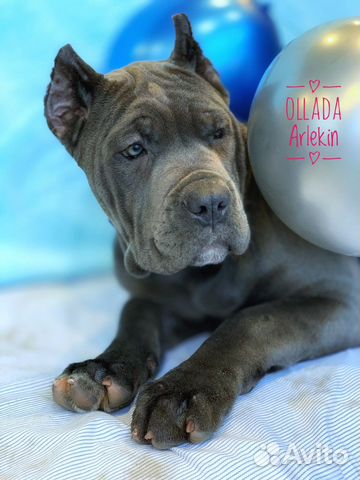 Серая девочка кане корсо