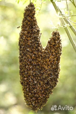 Сниму рой пчел