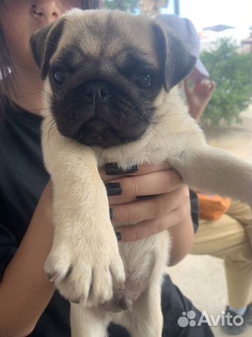 Мопс щенок мальчик