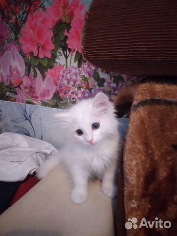 Кошечка Снежинка